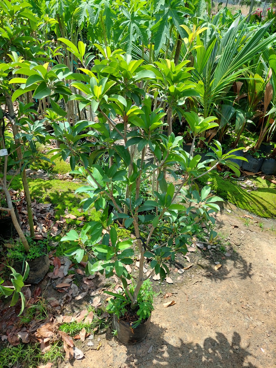 SA PÔ CHÊ – CTY TNHH MTV Giống Cây Trồng Số Một