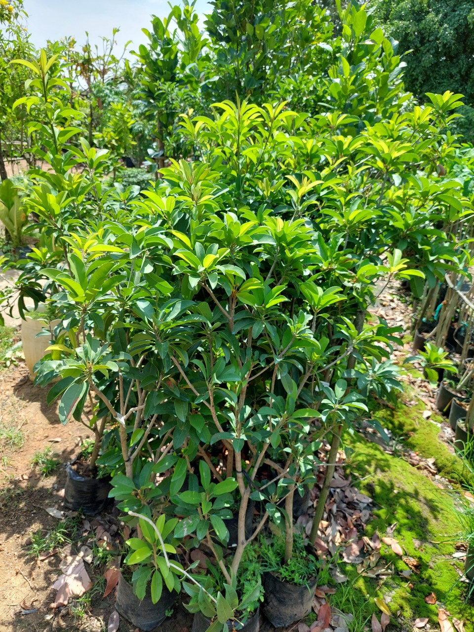 SA PÔ CHÊ – CTY TNHH MTV Giống Cây Trồng Số Một